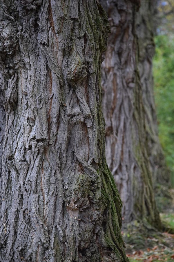 Old Overgrown Trunks of Ash Trees Stock Photo - Image of marked ...