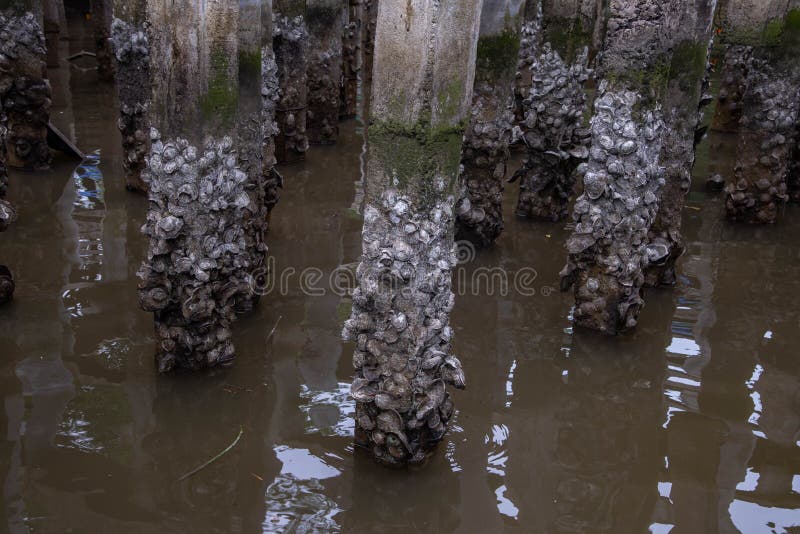 Old Oysters Shell Stick with Pillar in the Sea Stock Image - Image of ...
