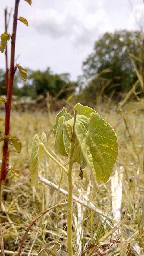 Paddy Wild Rice Leaf with Dew Stock Photo - Image of leaf, field: 70987100