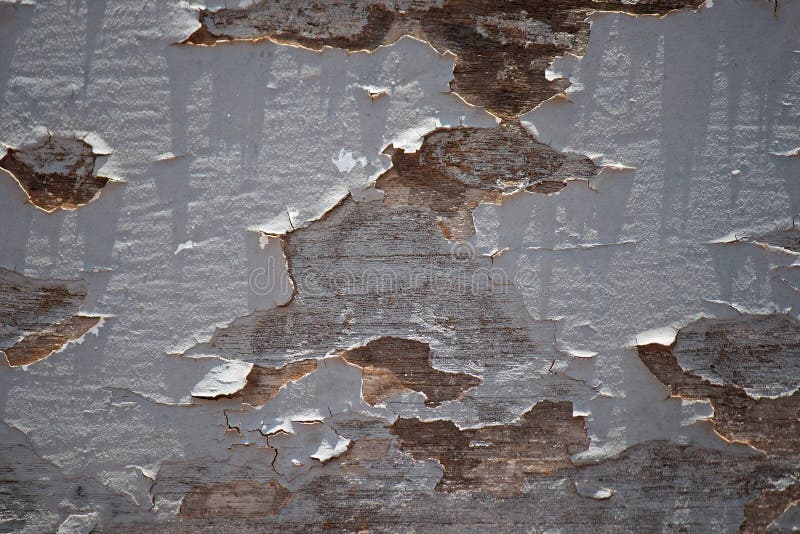 OLD PAINT FLAKING from WOOD Stock Photo - Image of deterioration ...