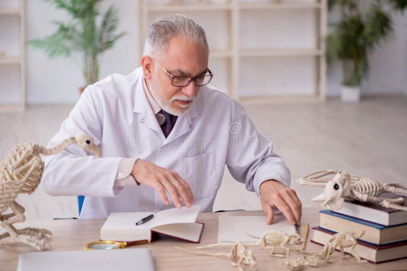 Old Male Paleontologist Examining Ancient Animals at Lab Stock Image ...