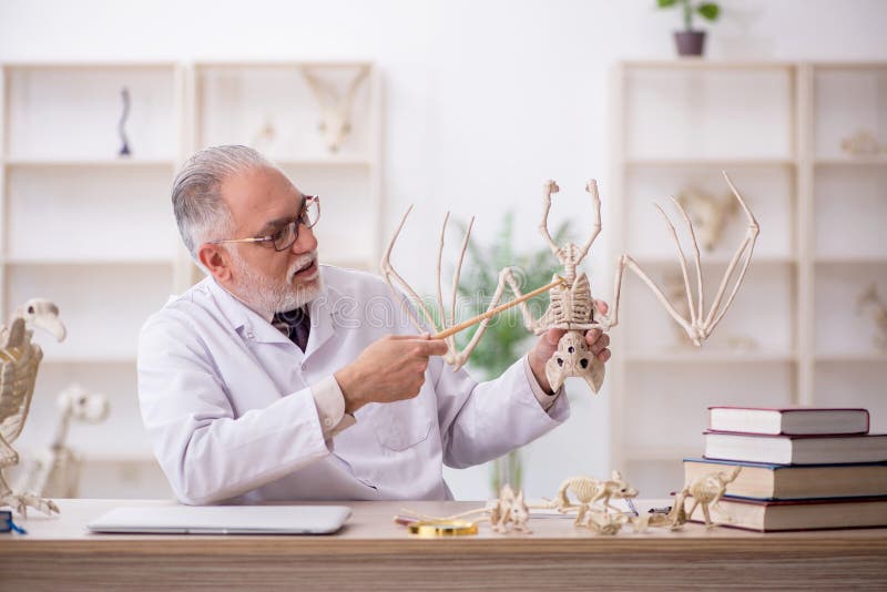 Old Male Paleontologist Examining Ancient Animals at Lab Stock Photo ...