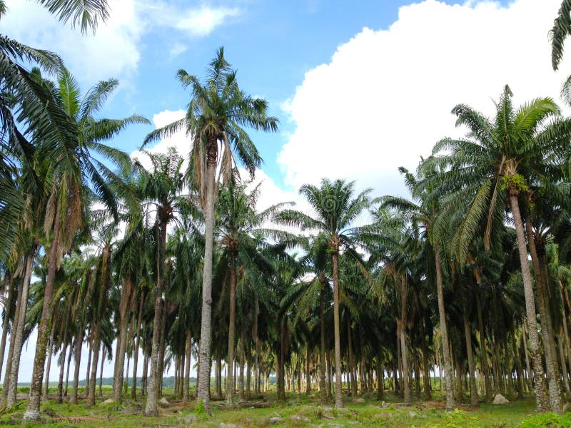 Old palm oil tree stock photo. Image of asia, palm, malaysia - 32215938