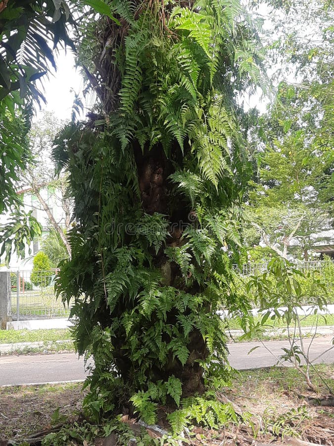 Old Palm tree stock photo. Image of palm, tree, fruit - 266370398