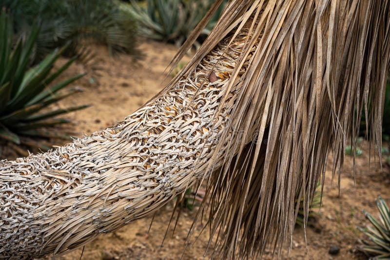 Old palm trees stock photo. Image of exotic, nature - 258419760