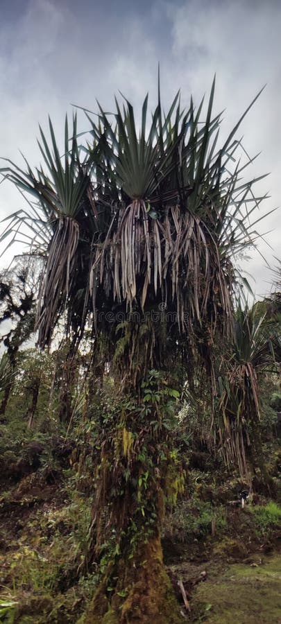 Old Pandanus Tectorius Plantn the Papua Forest Stock Image - Image of ...