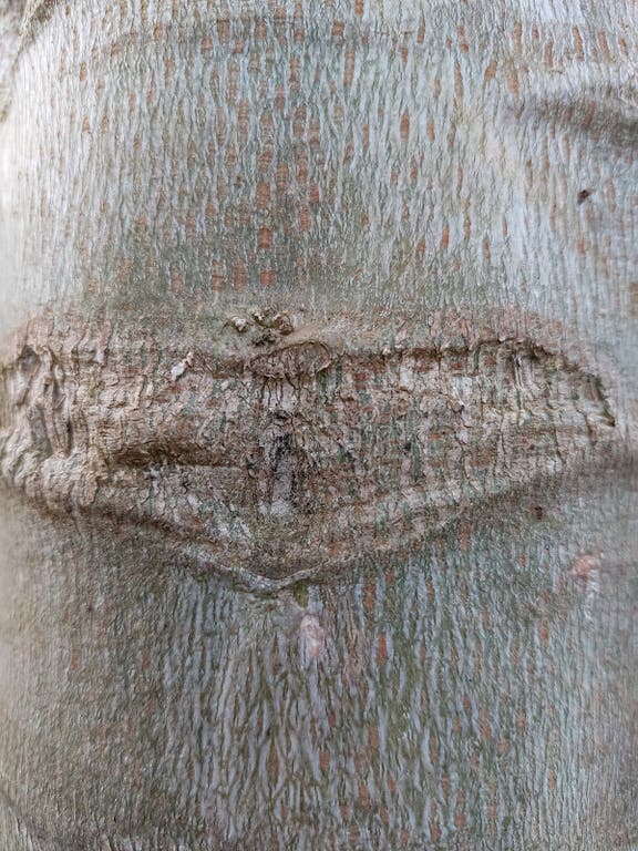 Old papaya tree texture stock photo. Image of wall, trunk - 250988246
