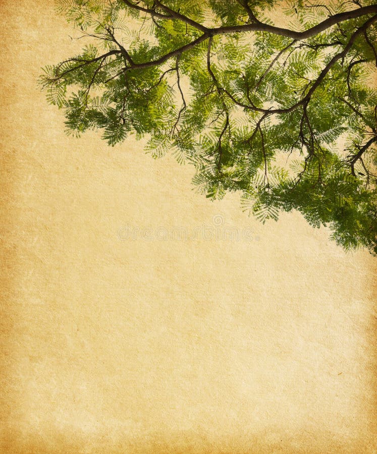 Acacia stock photo. Image of handmade, faded, maple, space - 30315864