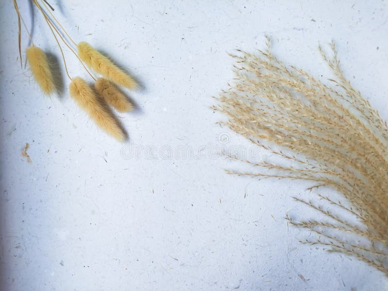 Old Paper Background with Dry Botanical and Copy Space for Text or ...