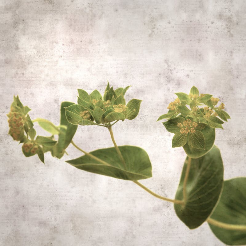 Old Paper Background with Foliage Plant Round Leaved Bupleurum Stock ...