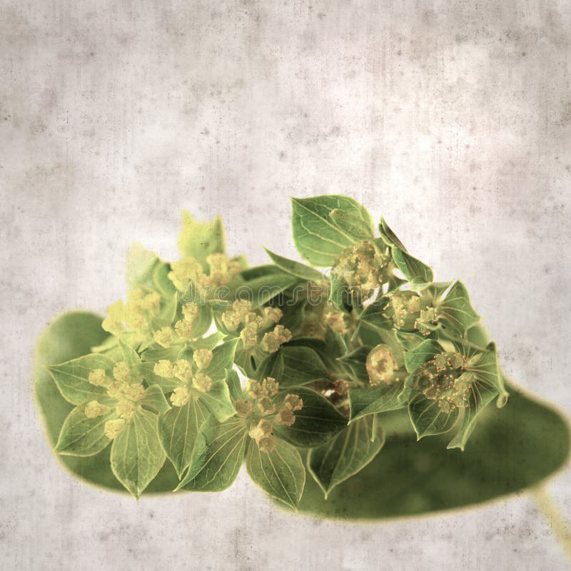 Old Paper Background with Foliage Plant Round Leaved Bupleurum Stock ...