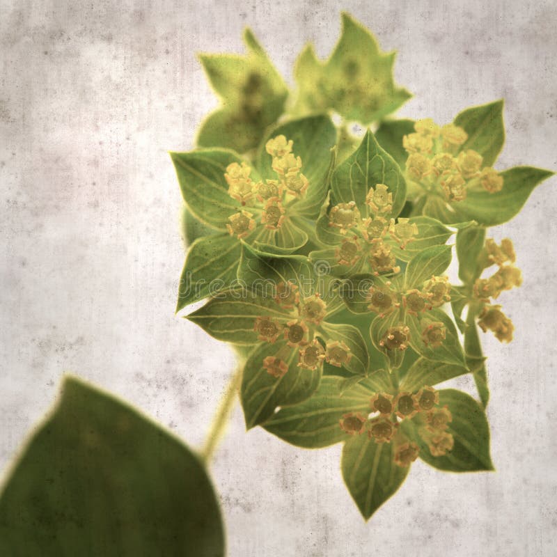 Old Paper Background with Foliage Plant Round Leaved Bupleurum Stock ...