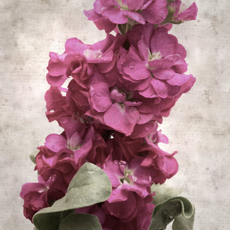Brompton Stock Matthiola Flower Stock Photos - Free & Royalty-Free ...