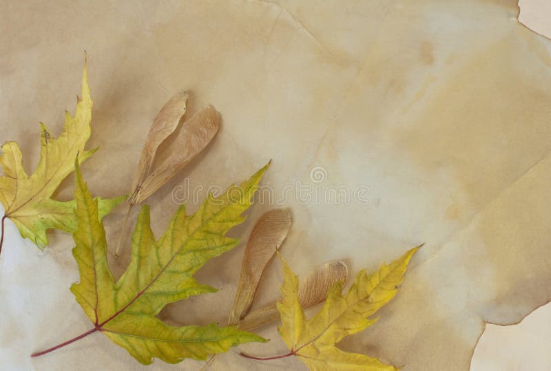 Old Paper with Dry Autumn Leaves Stock Photo - Image of color, page ...