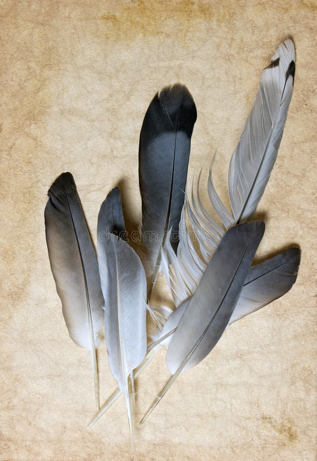 Old paper and feathers stock image. Image of ideas, copy - 40679027