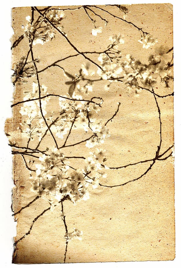 Old paper flower textures stock image. Image of floral - 4923559