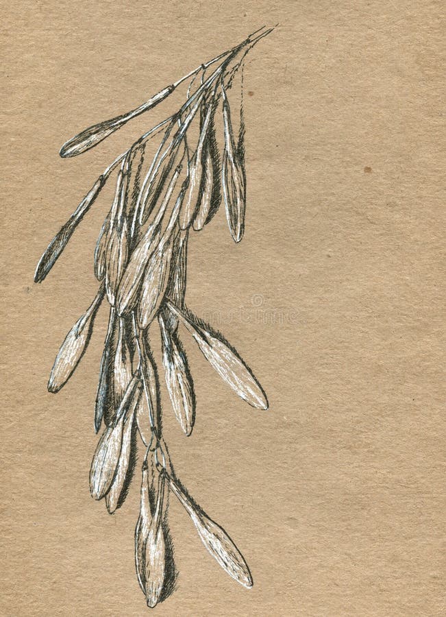 Common Ash Stock Illustrations – 111 Common Ash Stock Illustrations ...