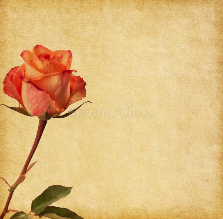 Old paper with rose stock photo. Image of page, closeup - 34744070