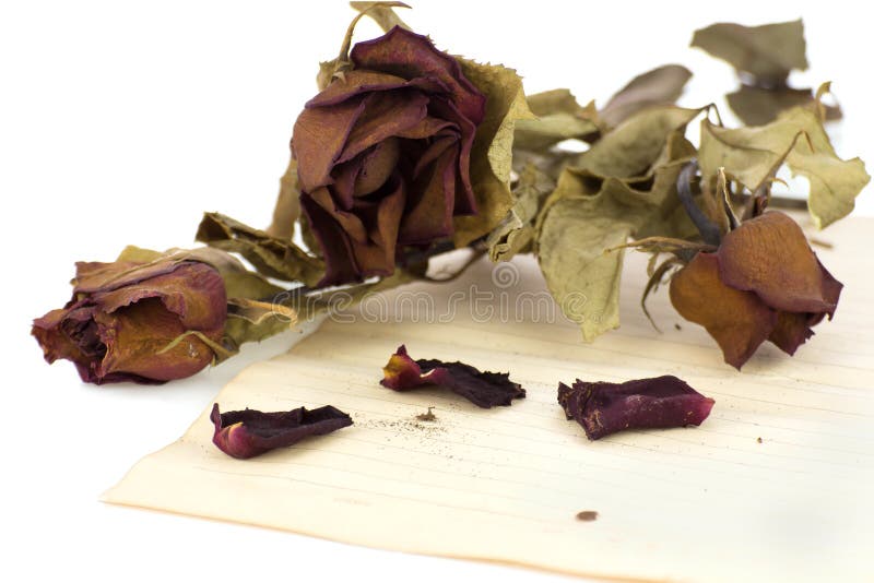 Old Paper with Roses Flower Isolated on White Stock Image - Image of ...