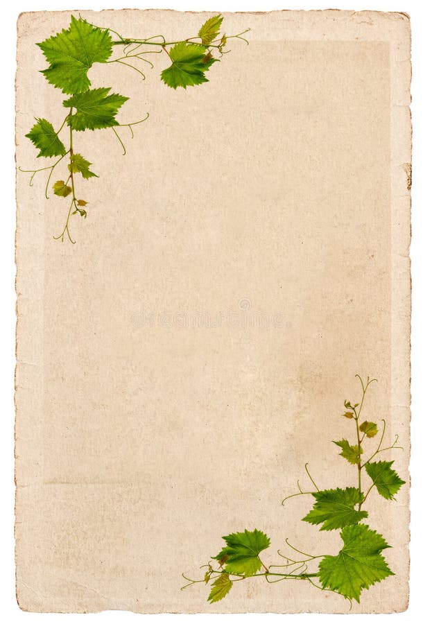 Old Paper Sheet with Vine Leaves Ornament Isolated Stock Photo - Image ...