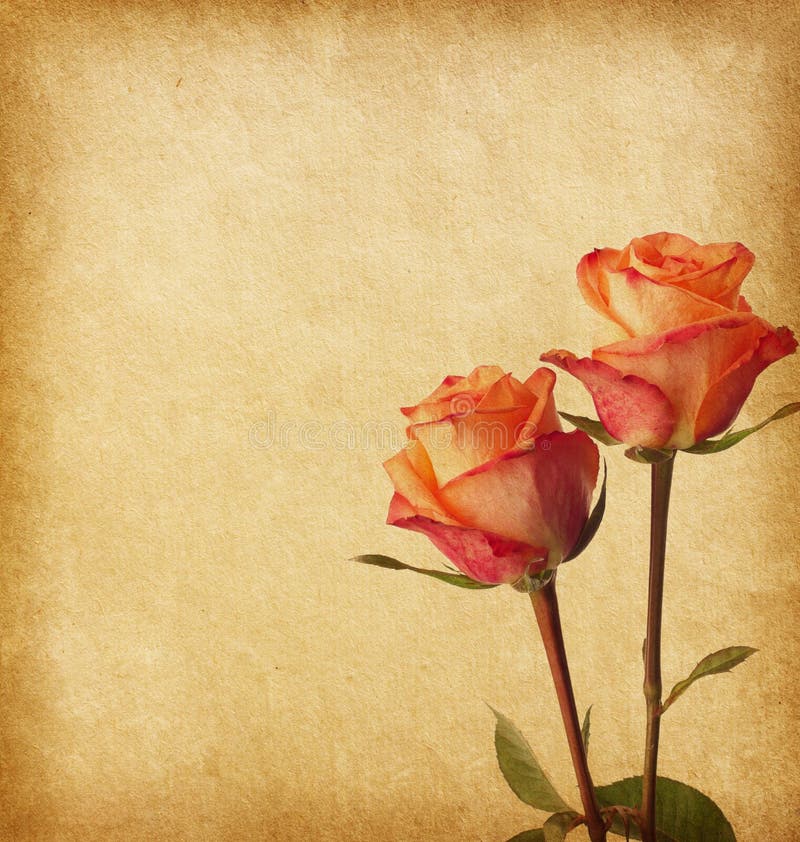 Old paper with two roses stock image. Image of bouquet - 41052737