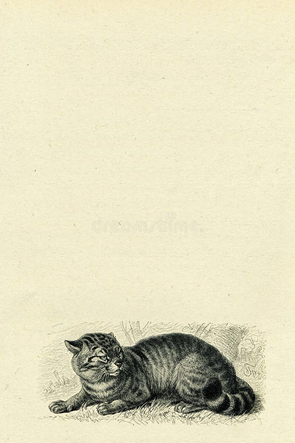 Cat Scrap Stock Illustrations – 639 Cat Scrap Stock Illustrations ...