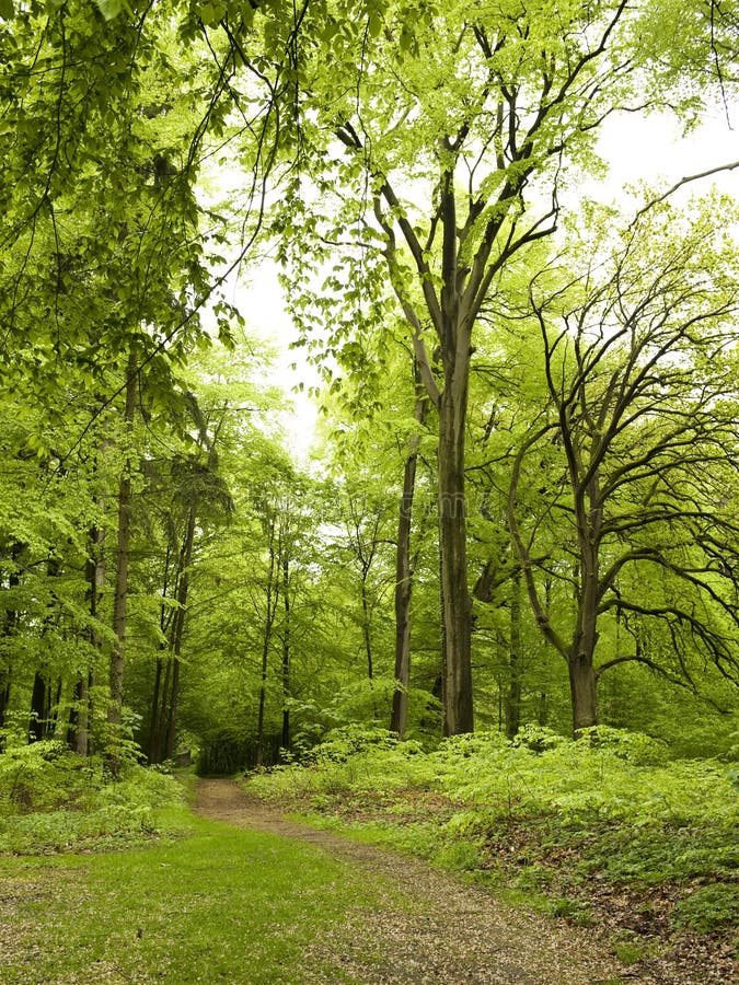 Old Park stock photo. Image of green, tree, silence, spring - 14346484