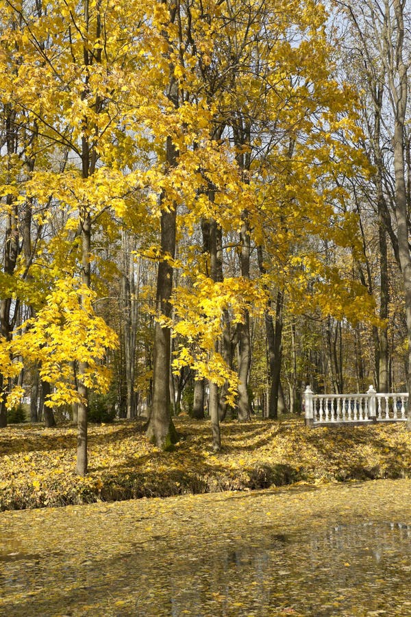 Old park stock photo. Image of calmness, carpet, river - 17082756