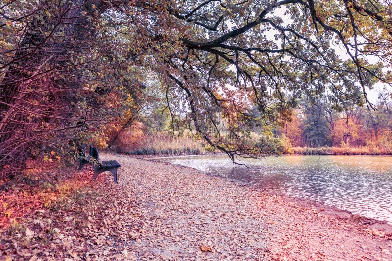 An Old Park at fall stock image. Image of plants, moody - 183947283