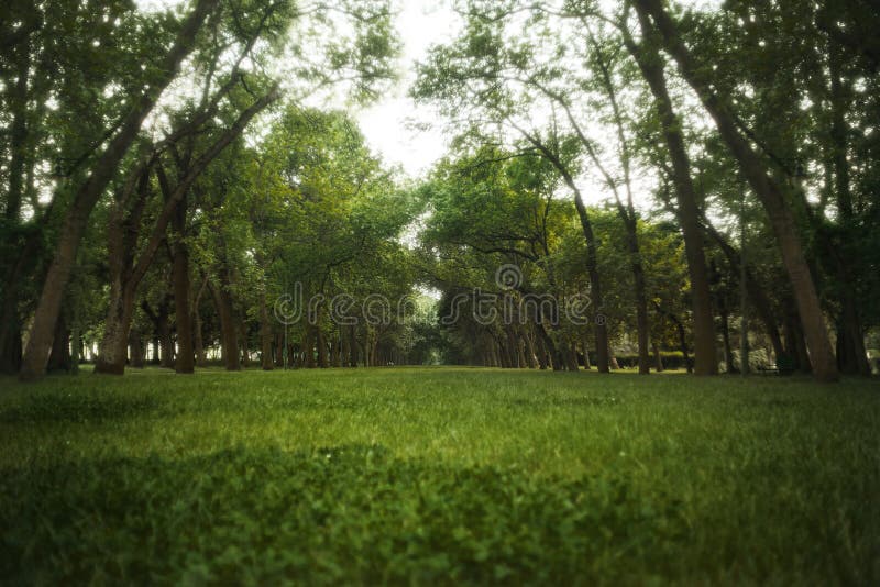 Old Park with Large Trees and the Sky Stock Photo - Image of garden ...