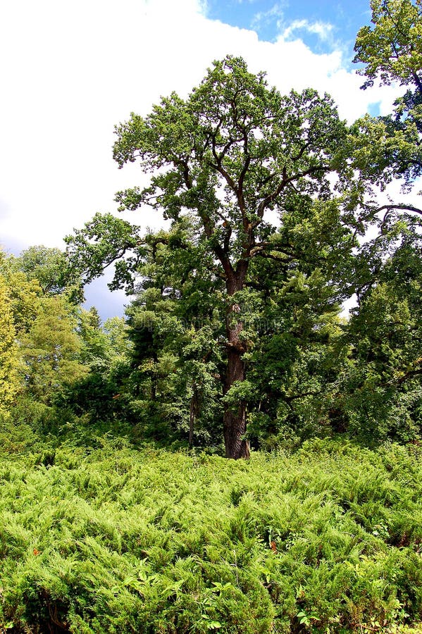 Old Park Tree between Bushes Stock Image - Image of limbs, forest: 48043403