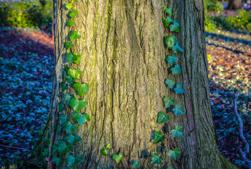 Old Park Tree Covered Vegetation Close-up Stock Photo - Image of copy ...