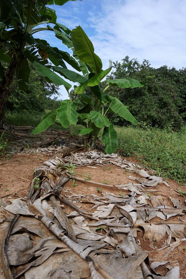 Old Past and the New Generation Come Stock Photo - Image of expecting ...