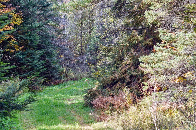 Old Path in Forest with Pines and Foliage Stock Photo - Image of pines ...