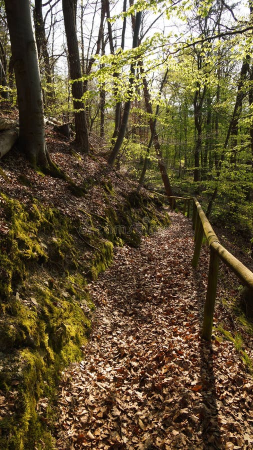 Old Path through Forest Wooden Rail Stock Image - Image of national ...