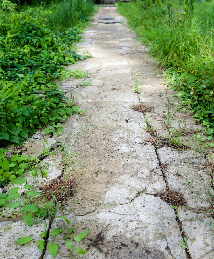Old Path stock photo. Image of natural, forest, nature - 69059606