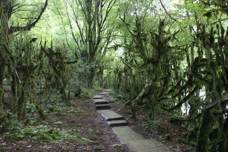Old Path with Steps in the Wild Stock Image - Image of road, landscape ...