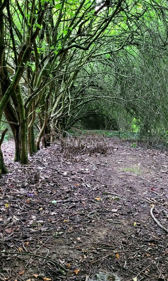 Old Path in the Woods Trees in the Forest . Stock Image - Image of ...