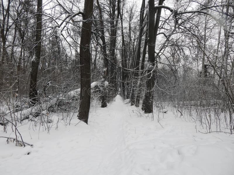 Old Path in the Woods in Winter Stock Photo - Image of calm, hoarfrost ...