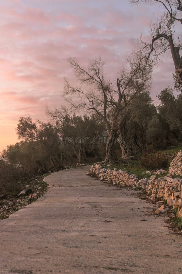 Old Pathway with Olive Trees Stock Image - Image of pathway, location ...