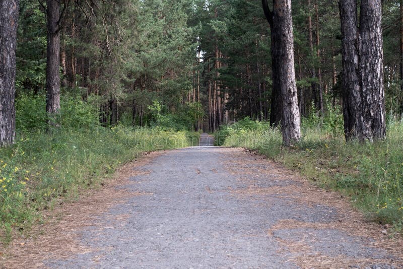 The Old Paved Path Along the Pine Forest is Strewn with Pine Needles ...