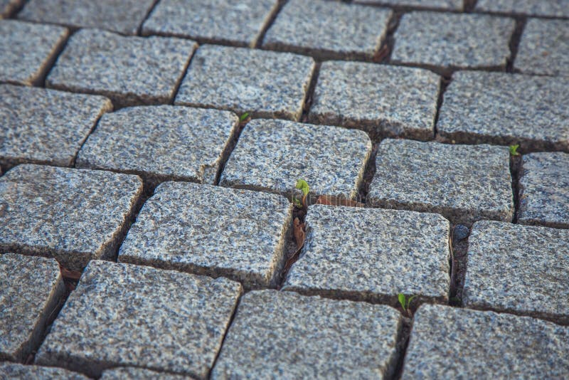 Old pavement close-up stock photo. Image of decorative - 116992200