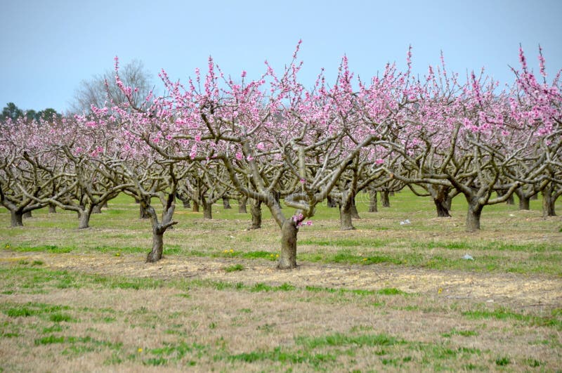 Old Peach Orchard stock image. Image of tree, peach - 144490289