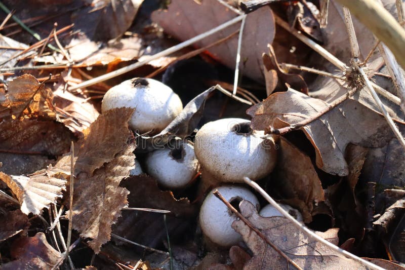 Old Pear Puffballs Stock Photos - Free & Royalty-Free Stock Photos from ...