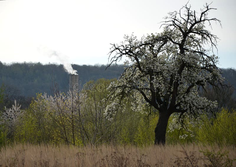 Old Pear Tree in a Natural Neglected Orchard. Early Morning at Sunrise ...