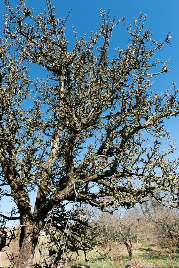 Old Pear Tree in a Garden in Early Spring.. Stock Photo - Image of tree ...