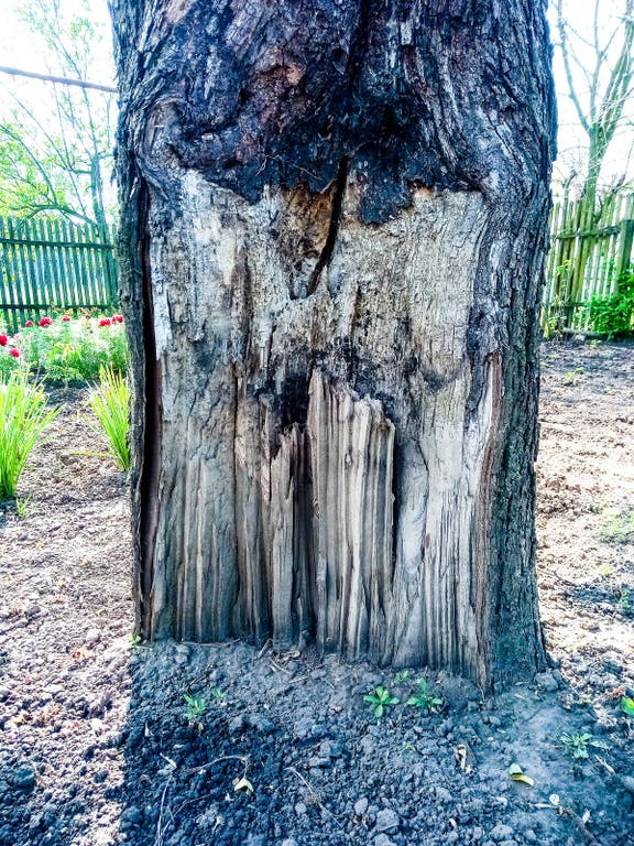 Old Pear Tree Trunk Stands in the Garden Stock Image - Image of steel ...
