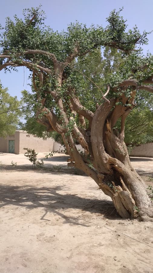 An old peelu tree stock image. Image of ground, peelu - 125356571