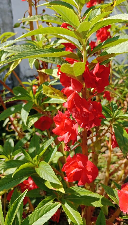 Old People from Java Used To Chew Betel To Make Their Teeth Strong ...