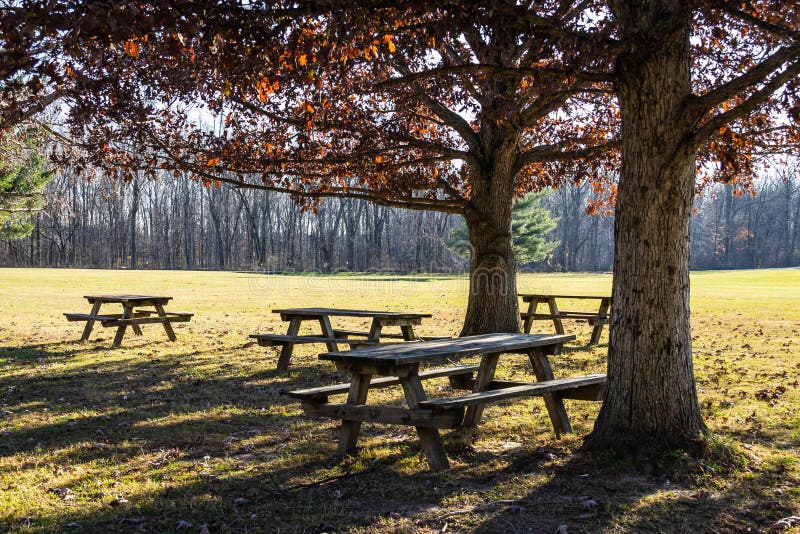 Old Picnic Tables in a Park Under an Oak Tree in the Late Fall Stock ...